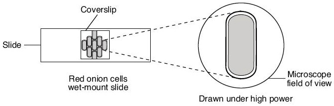 Slide Coverslip Red onion cells wet-mount slide Drawn under high power ...