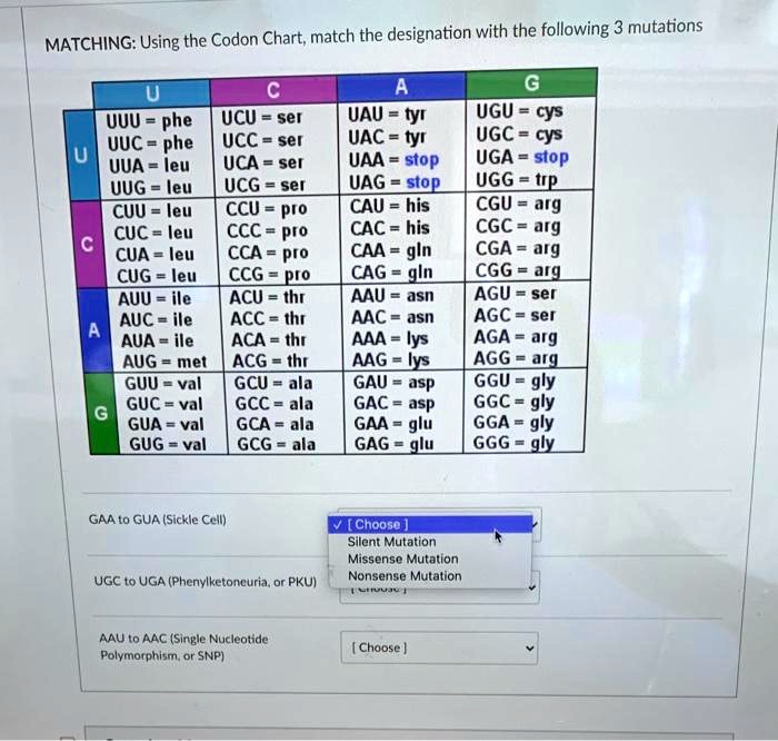 matching using the codon chart match the designation with the following 3 mutations uuu phe ucu ...