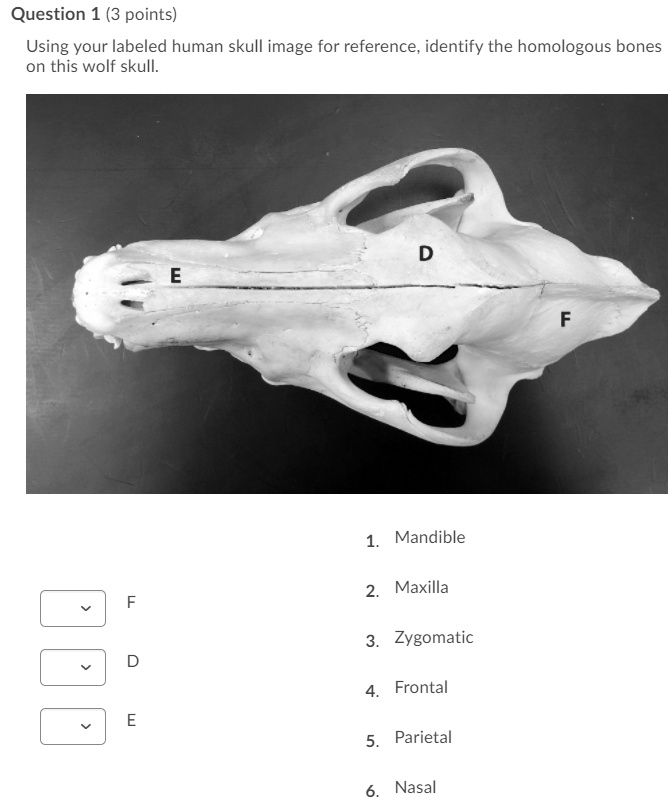 SOLVED: Question 1 (3 points) Using your labeled human skull image for ...
