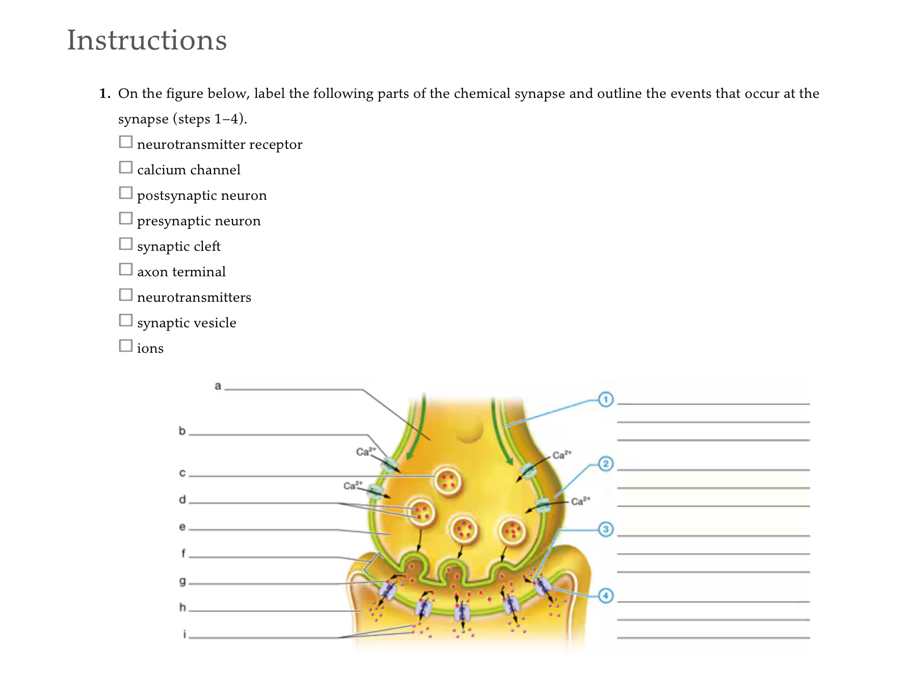 Instructions 1. On the figure below, label the following parts of the chemical synapse and ...