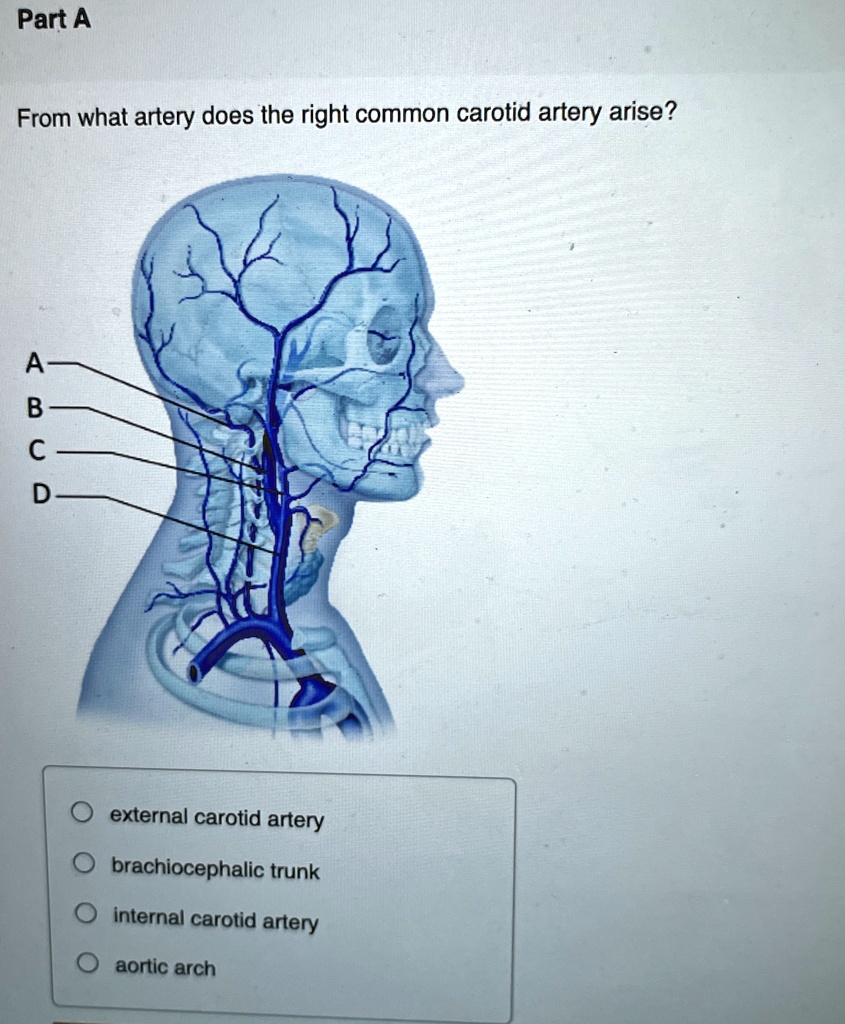 Part A From what artery does the right common carotid artery arise? ABC ...