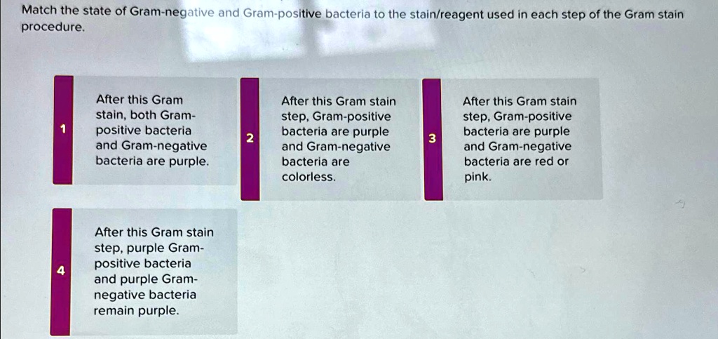 SOLVED: Match the state of Gram-negative and Gram-positive bacteria to the stain/reagent used in ...