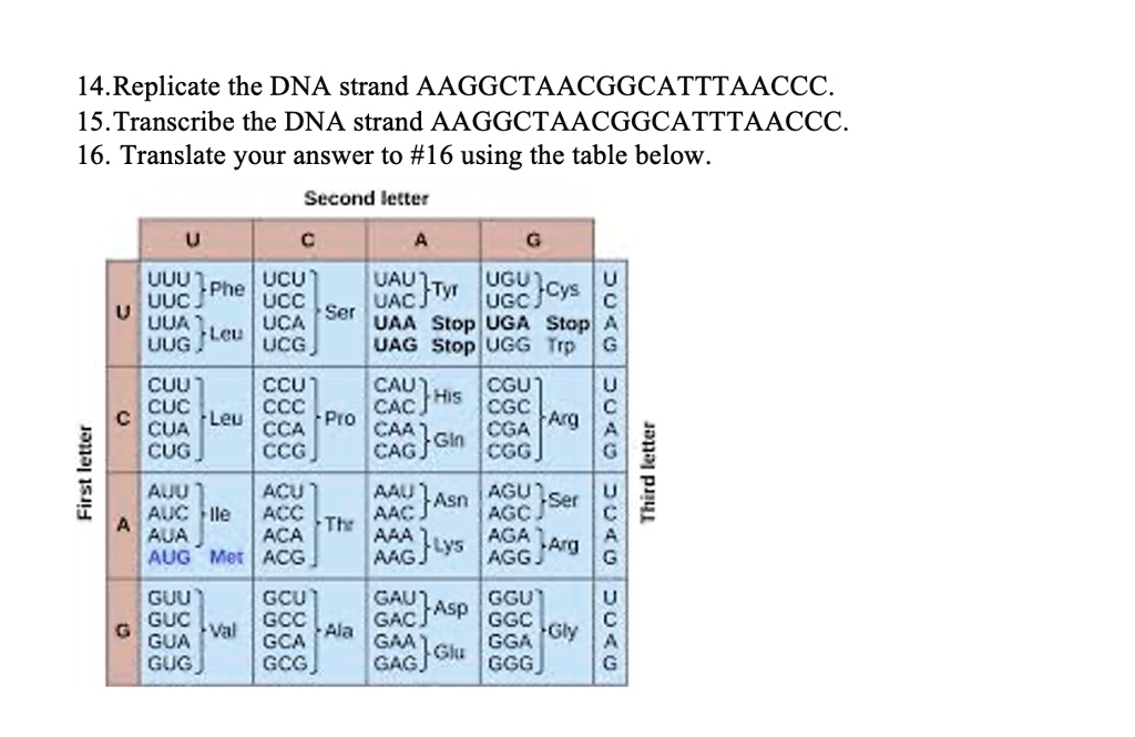 SOLVED: 14. Replicate the DNA strand AAGGCTAACGGCATTTAACCC. 15 ... SOLVED: 14. Replicate the DNA strand AAGGCTAACGGCATTTAACCC. 15 ...