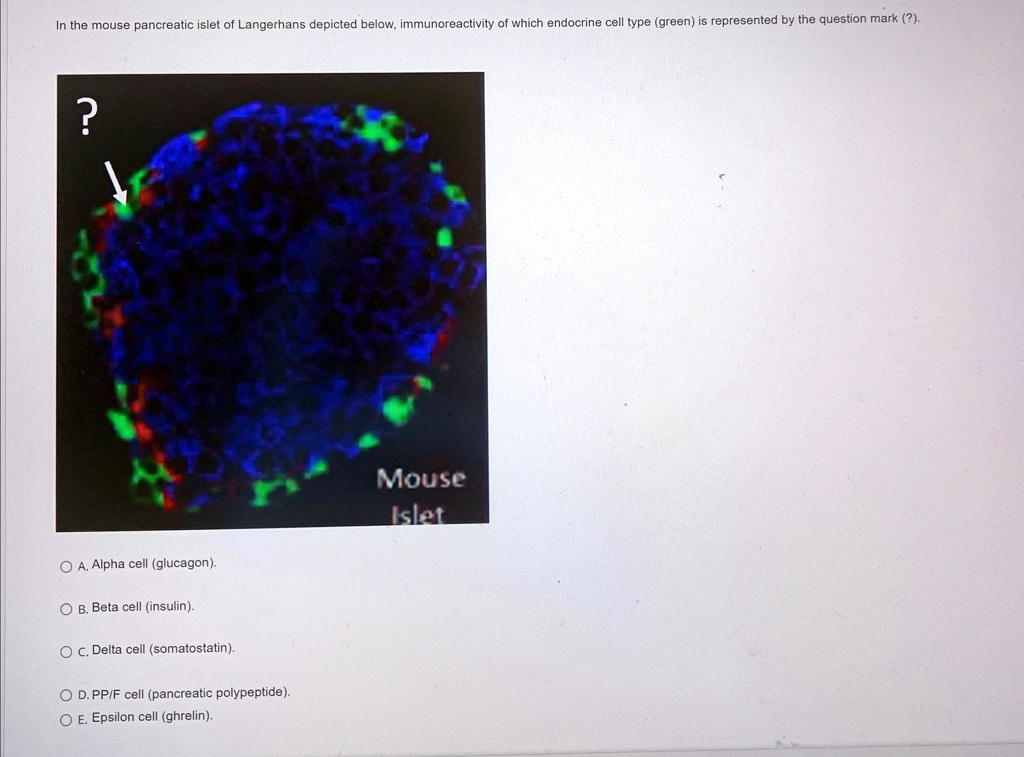 In the mouse pancreatic islet of Langerhans depicted below ...