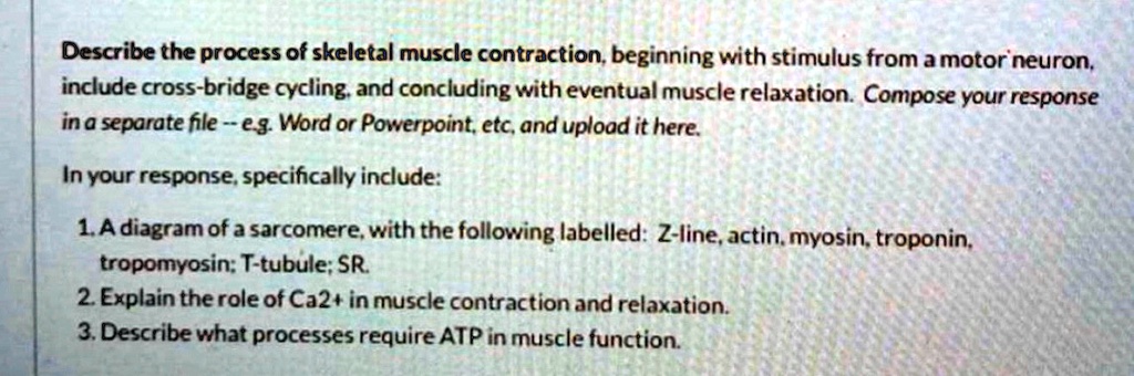 Describe the process of skeletal muscle contraction, beginning with ...