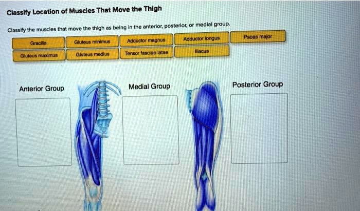 Classify Location of Muscles That Move the Thigh Classify the muscles ...