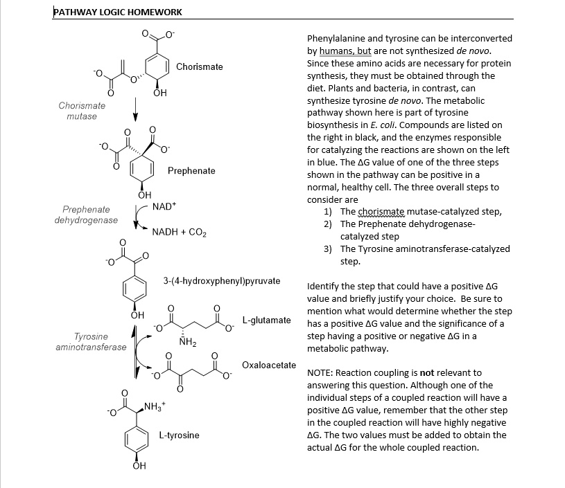 pathway logic homework phenylalanine and tyrosine can be interconverted ...