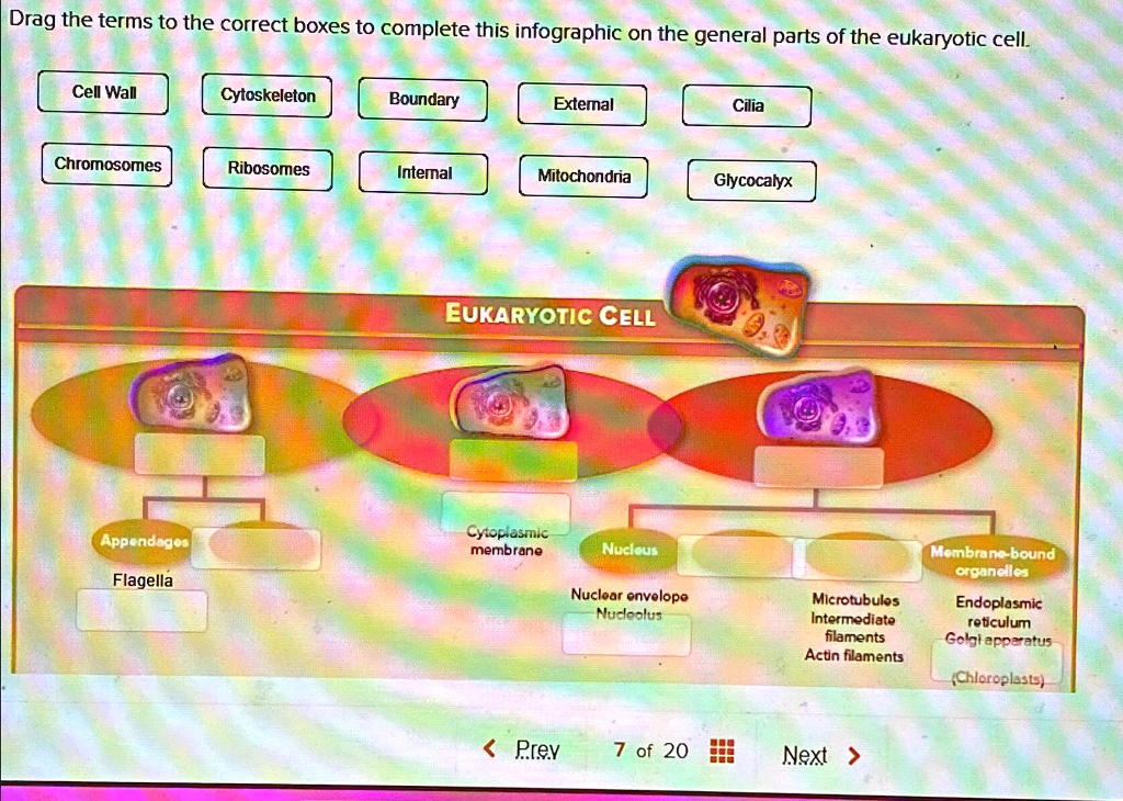 Drag the terms to the correct boxes to complete this infographic on the ...
