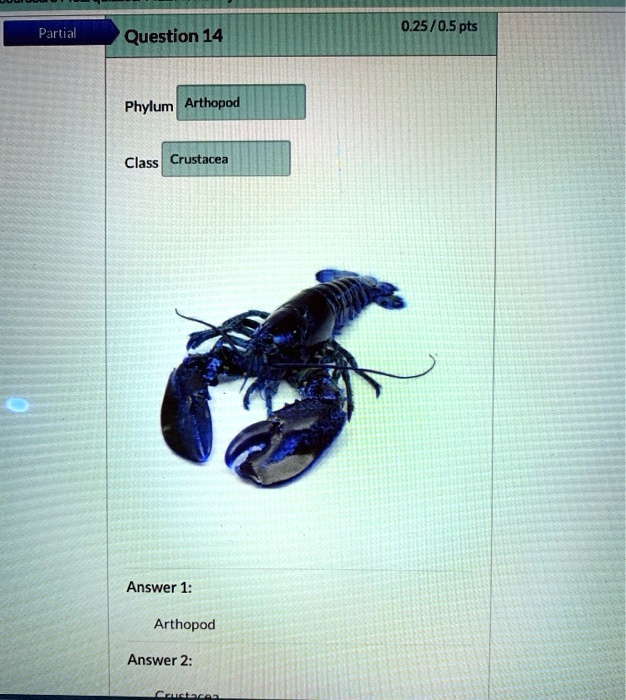 SOLVED: 0.25/0.5pts Partial Question 14 Phylum Arthopod Class Crustacea ... SOLVED: 0.25/0.5pts Partial Question 14 Phylum Arthopod Class Crustacea ...