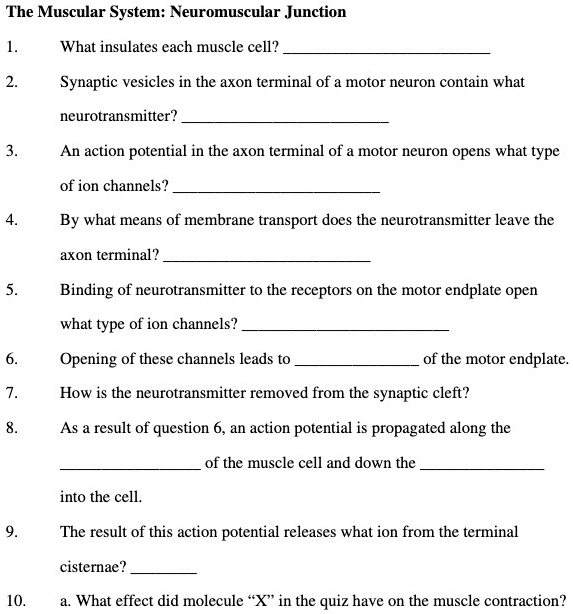 The Muscular System: Neuromuscular Junction 1. What insulates each ...