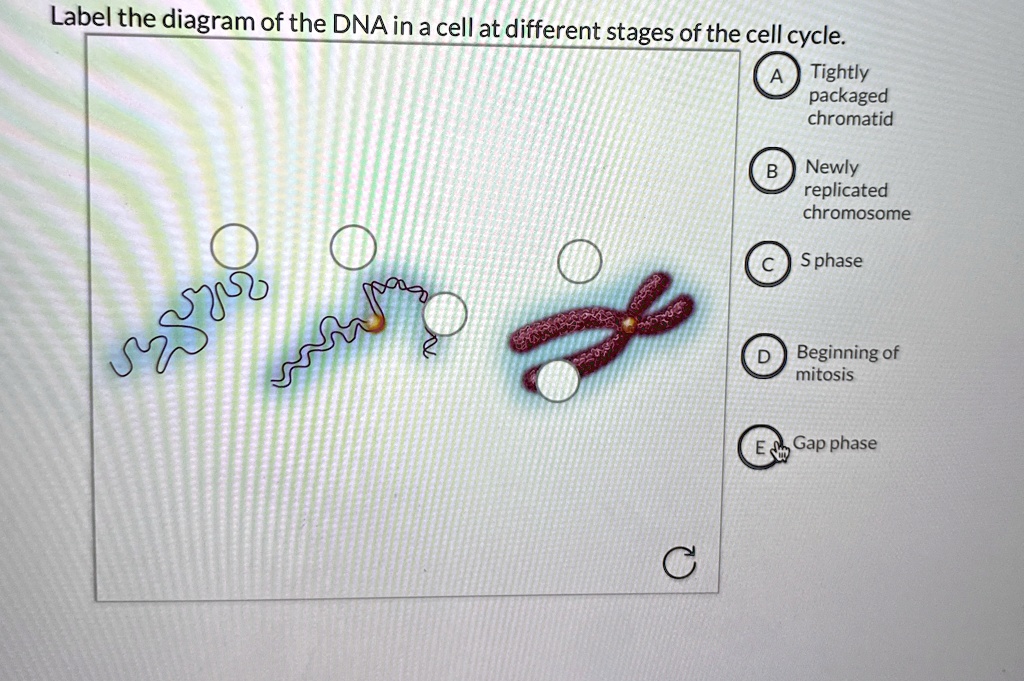 Label the diagram of the DNA in a cell at different stages of the cell ...