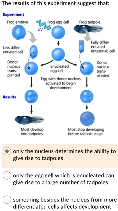 The results of this experiment suggest that: Experiment Frog embryo ...