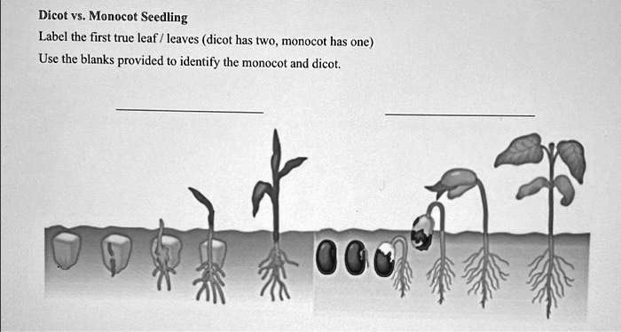 SOLVED: Dicot VS . Monocot Seedling Label the first true leaf / leaves ...