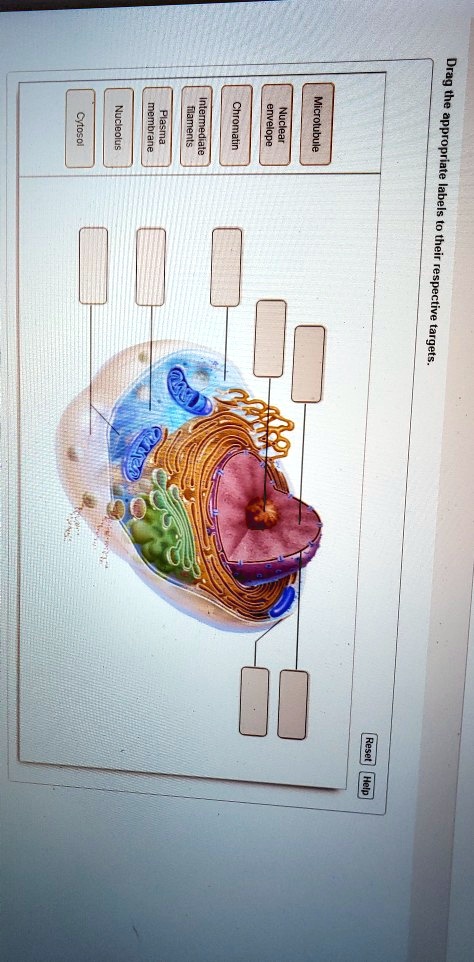 SOLVED: Cytosol, Nucleolus, Plasma membrane, Intermediate filaments ...