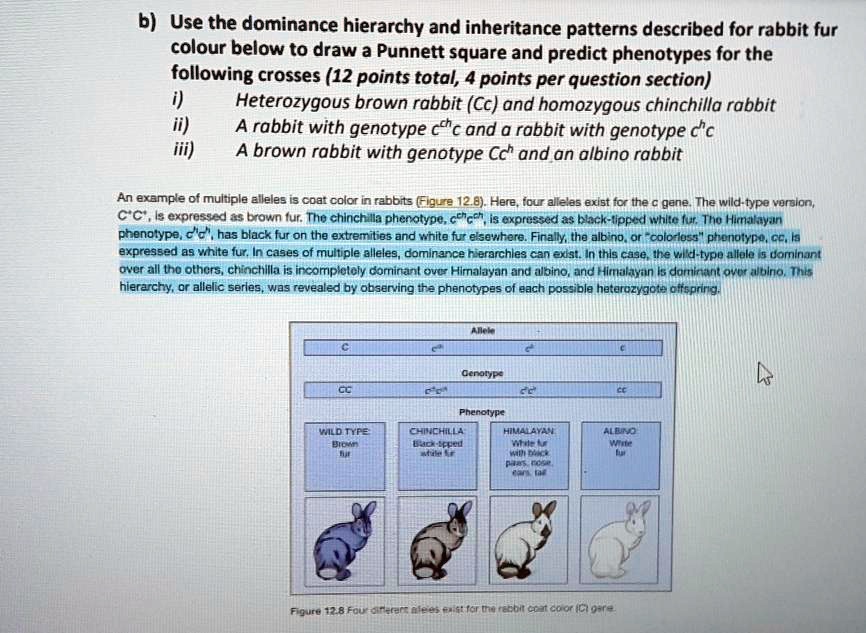 b use the dominance hierarchy and inheritance patterns described for ...