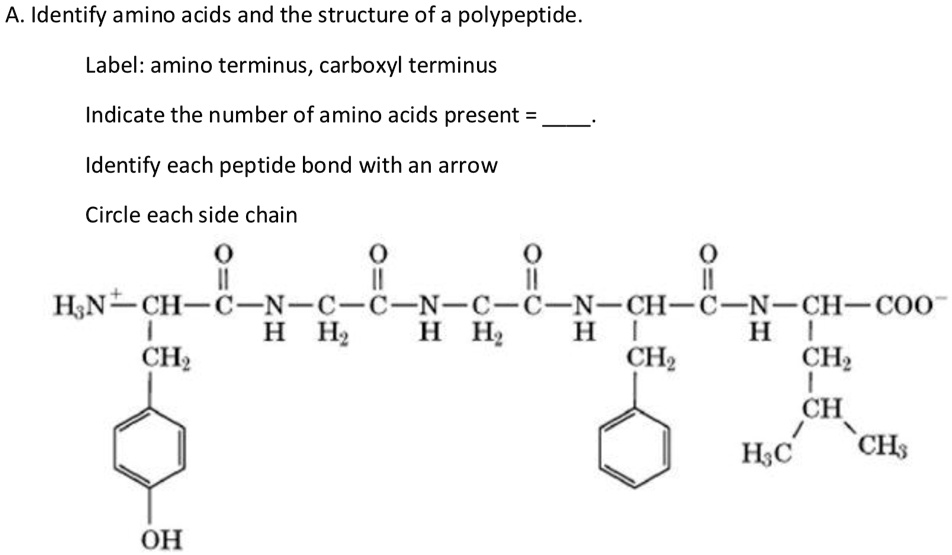 A. Identify amino acids and the structure of a polypeptide. Label ...