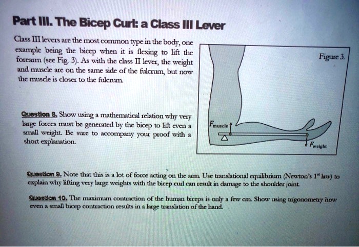 Part III. The Bicep Curl: a Class III Lever Class III levers are the ...