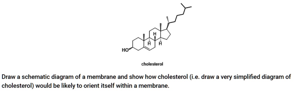 SOLVED: Cholesterol Draw a schematic diagram of a membrane and show how ...