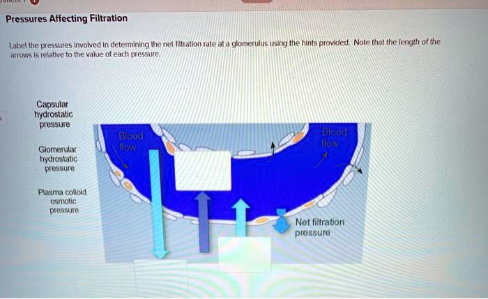 Pressures Affecting Filtration Label the pressures involved in ...