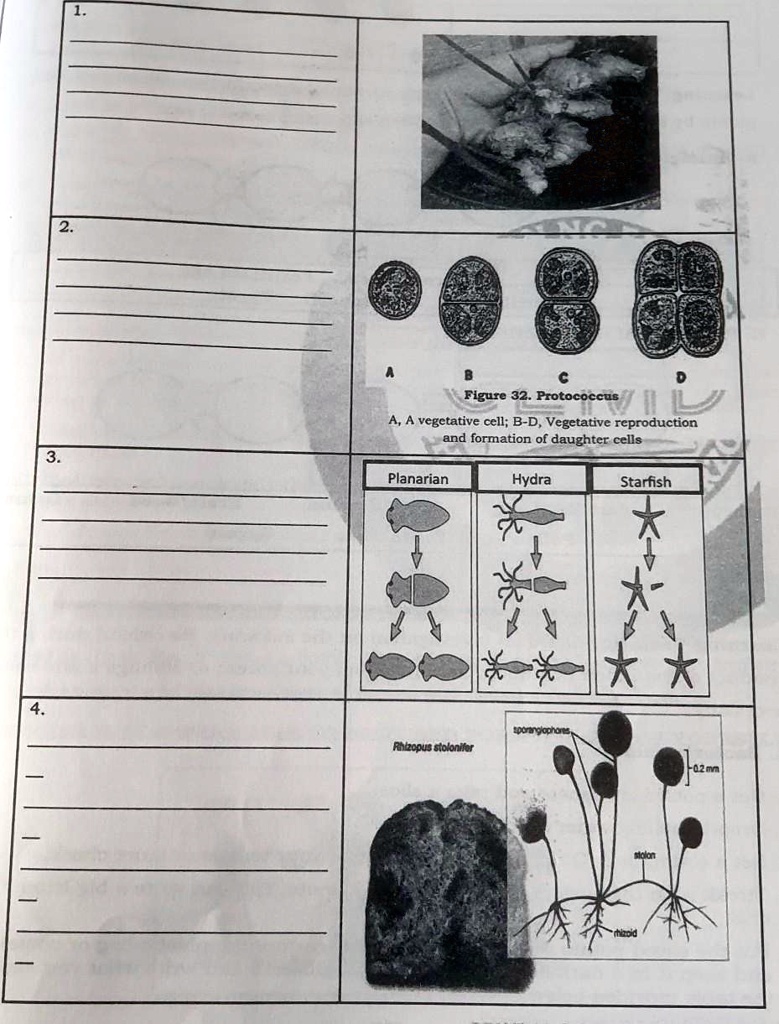 learning task 2 identify the type of asexual reproduction shown on the ...