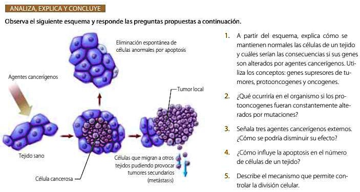 SOLVED: Doy 90 puntos!!, es urgente! ANALIZA EXPLICA Y CONCLUYE Observa ...