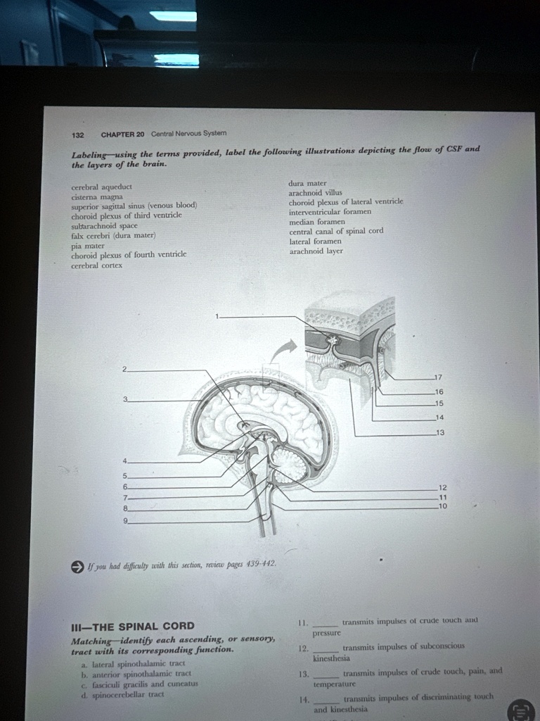 SOLVED: 132 CHAPTER 20 Central Nervous System Labeling using the terms ...