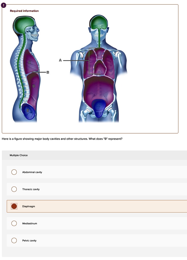 Required information Here is a figure showing major body cavities and ...