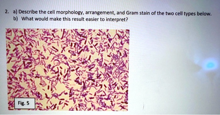 SOLVED: a) Describe the cell morphologv, arrangement, and Gram stain of ...