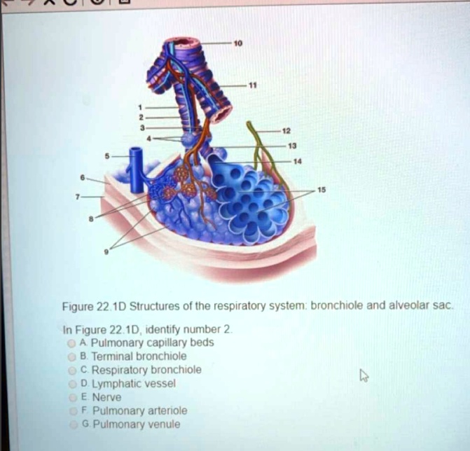 Figure 22.1D Structures of the respiratory system:...