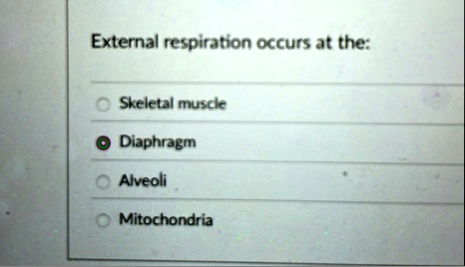 external respiration occurs at the skeletal muscle diaphragm alveoli ...