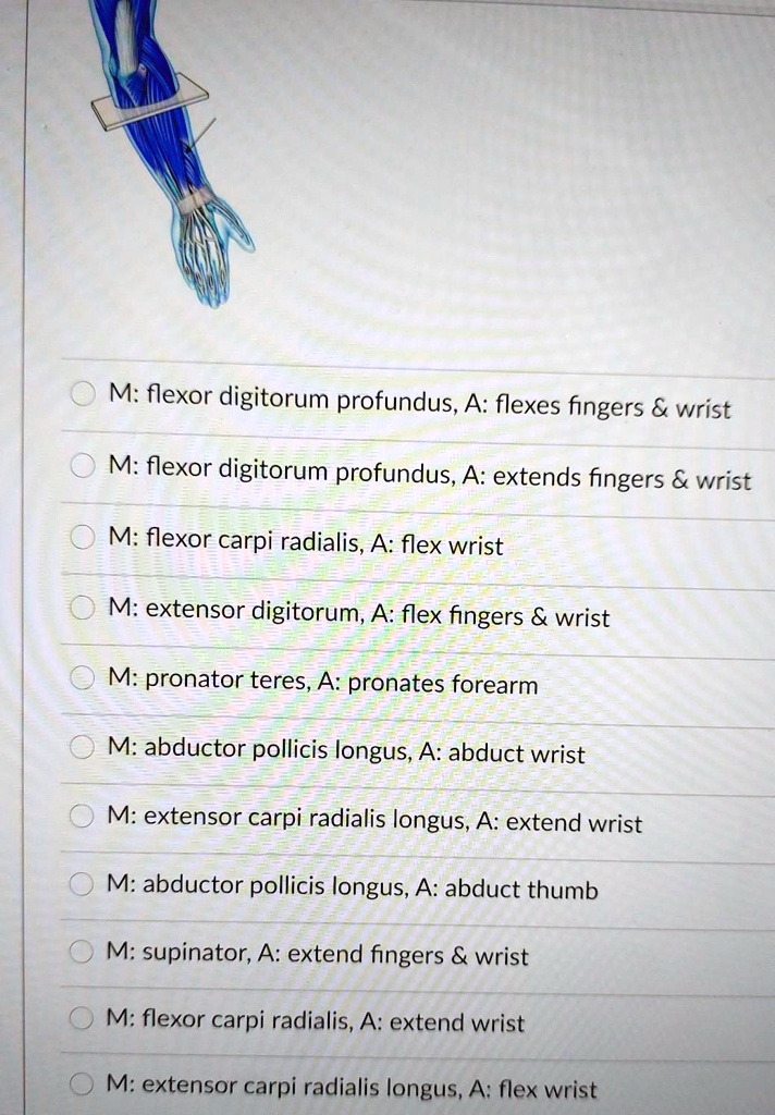 m flexor digitorum profundus a flexes fingers wrist m flexor digitorum ...