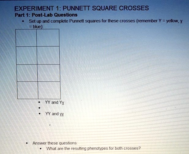 SOLVED: EXPERIMENT 1 - PUNNETT SQUARE CROSSES Part 1: Post-Lab ... SOLVED: EXPERIMENT 1 - PUNNETT SQUARE CROSSES Part 1: Post-Lab ...