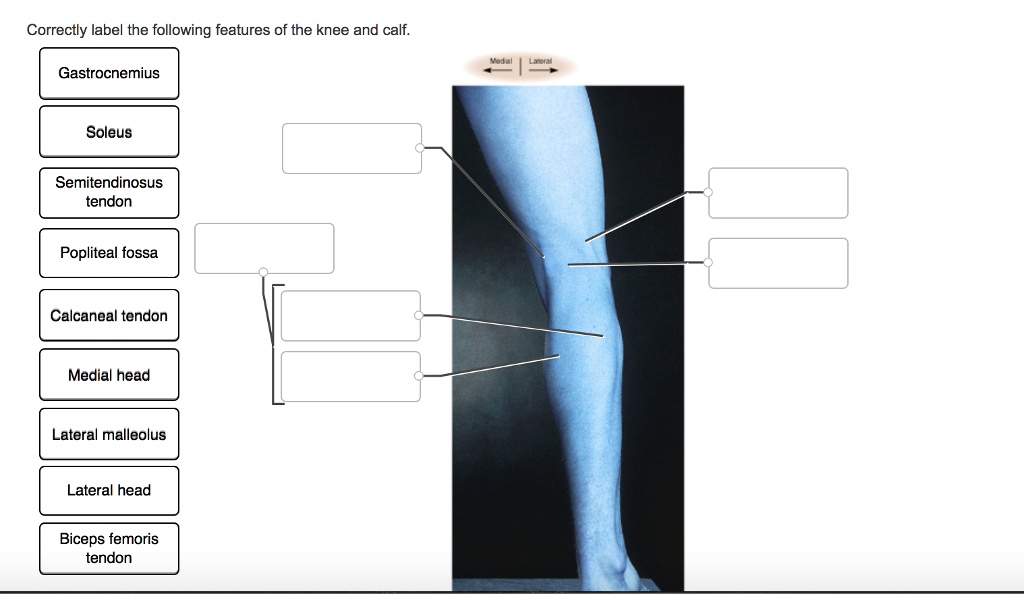 SOLVED: Correctly label the following features of the knee and calf: 1 ...