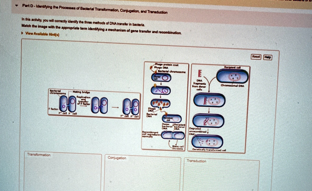 Part D Identifying The Processes Of Bacterial Transformation Conjugation And Transduction In
