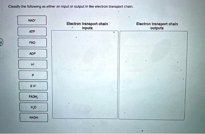 SOLVED: Classify the following as inputs or outputs in the electron transport chain: Inputs ...