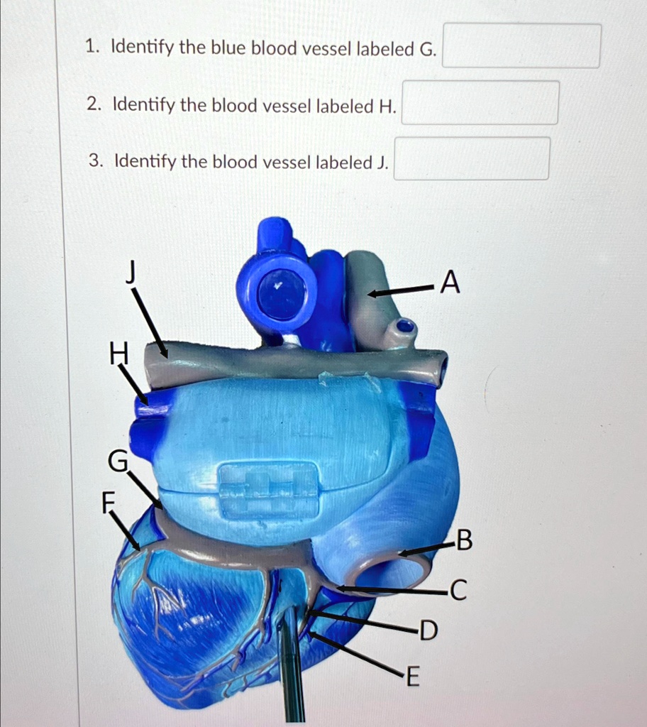 SOLVED: Identify the blue blood vessel labeled G. Identify the blood ... SOLVED: Identify the blue blood vessel labeled G. Identify the blood ...