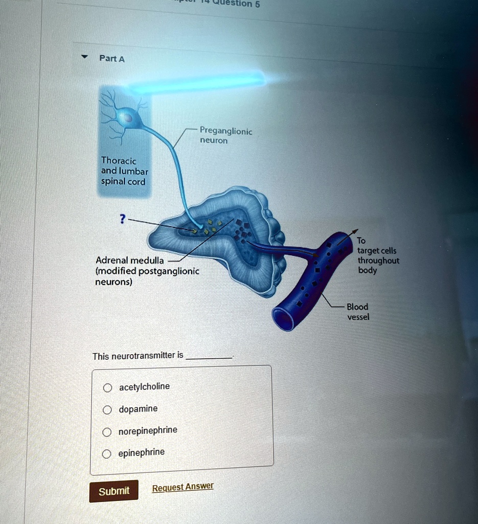? Part A Thoracic and lumbar spinal cord ? Adrenal medulla (modified ...