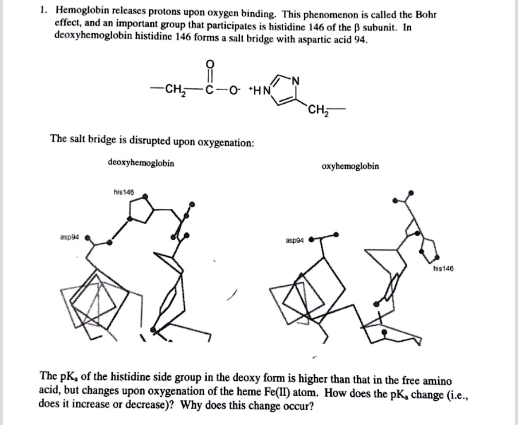 Hemoglobin releases protons upon oxygen binding: This phenomenon is ...
