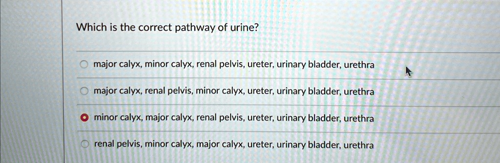 Which is the correct pathway of urine? major calyx, minor calyx, renal ...
