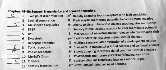 SOLVED: Chapters 46-49: Sensory Transmission and Somatic Sensations Two ...