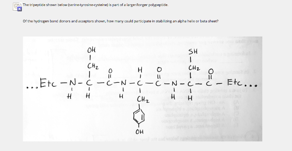 the tripeptide shown below serine tyrosine cysteine par largerllonger ...