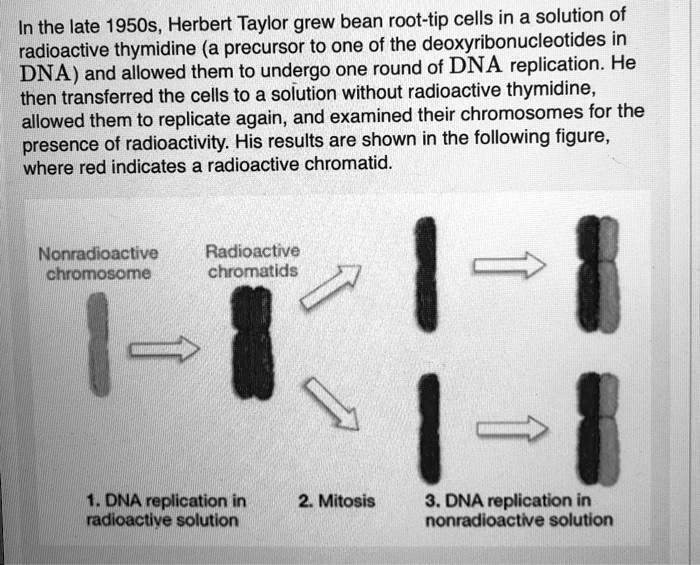 SOLVED: In the late 1950s, Herbert Taylor grew bean root-tip cells in a ...