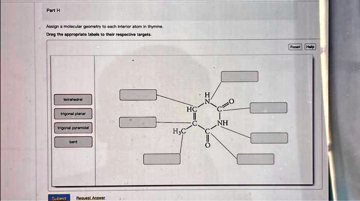 SOLVED: Assign a molecular geometry to each interior atom in thymine ... SOLVED: Assign a molecular geometry to each interior atom in thymine ...