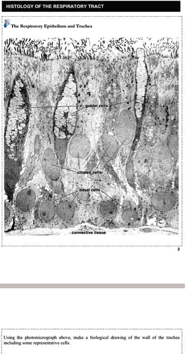 HISTOLOGY OF THE RESPIRATORY TRACT The Respiratory Epithelium and ...
