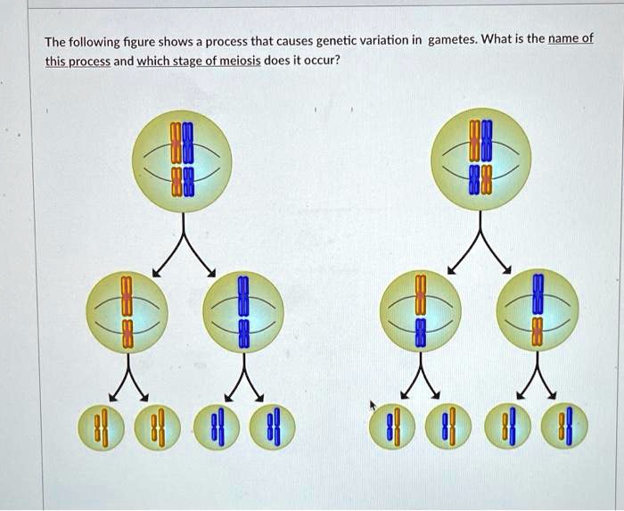 The following figure shows process that causes genetic variation in ...