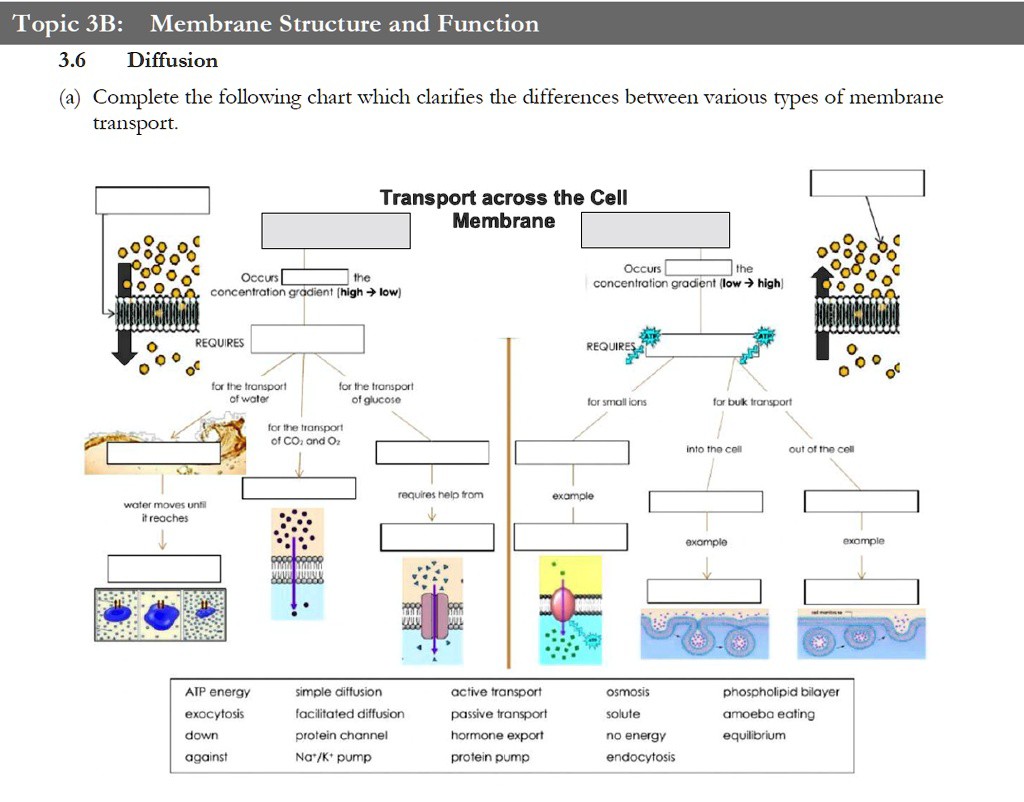 Topic 3B: Membrane Structure and Function 3.6 Diffusion (a) Complete ...