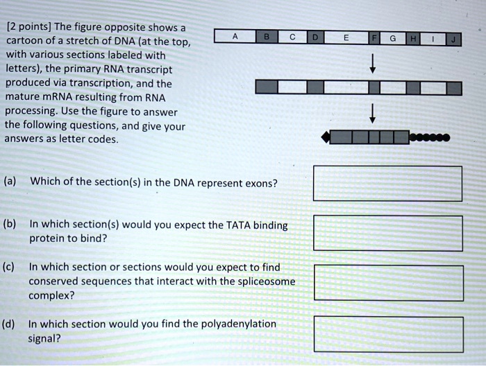 SOLVED: [2 points] The figure opposite shows cartoon of stretch of DNA ...