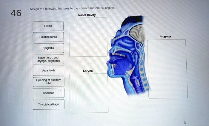 Assign the following features to the correct anatomical region. 46 ...