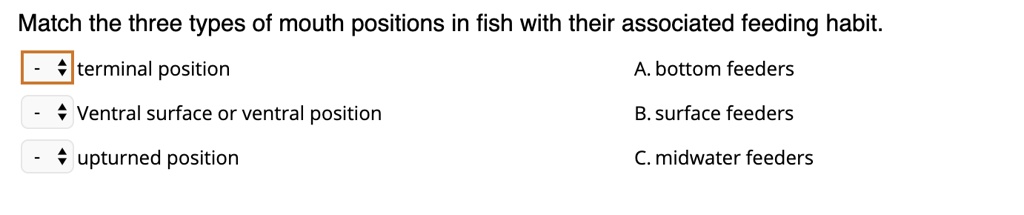 SOLVED: Match the three types of mouth positions in fish with their ...