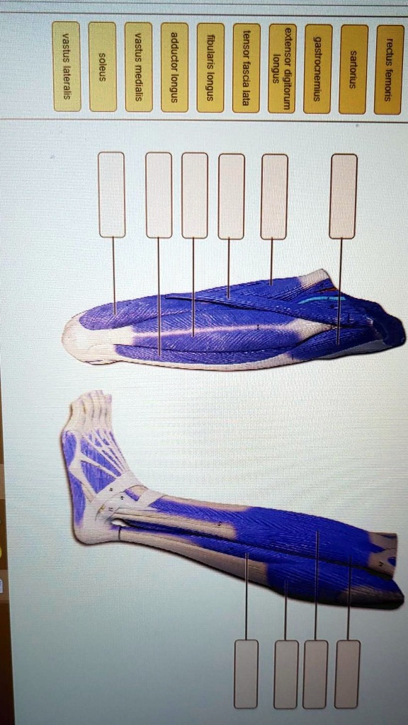 rectus femoris sartorius gastrocnemius extensor digitorum longus tensor ...